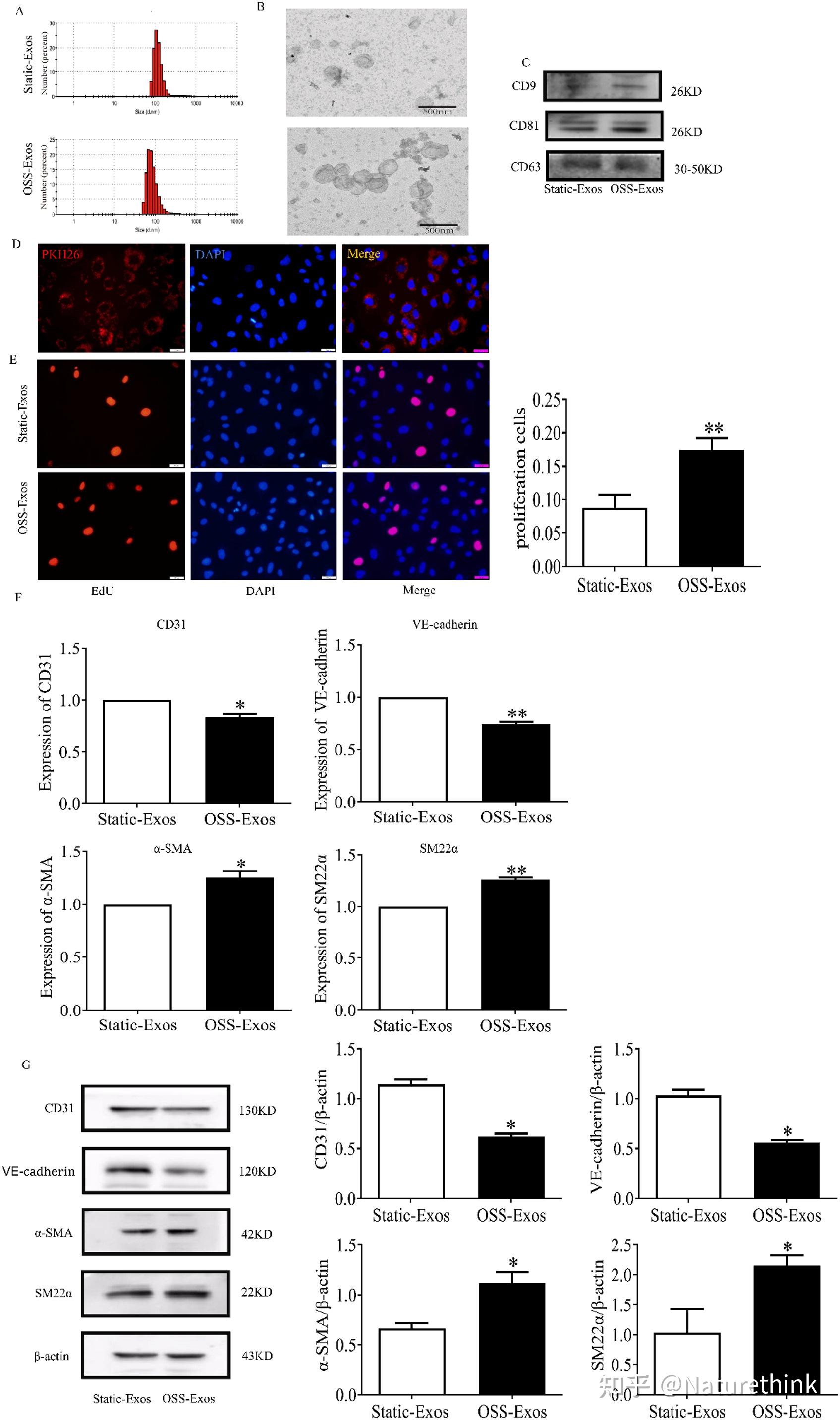 振荡剪切应力诱导的EPCs外泌体circ_1199在EPCs间质转化及病理性血管重构中的作用及机制 - 知乎