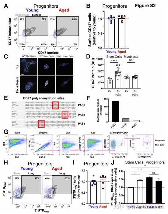 代谢学人——Cell Stem Cell：靶向CD47拨回肌肉衰老的时钟 - 知乎