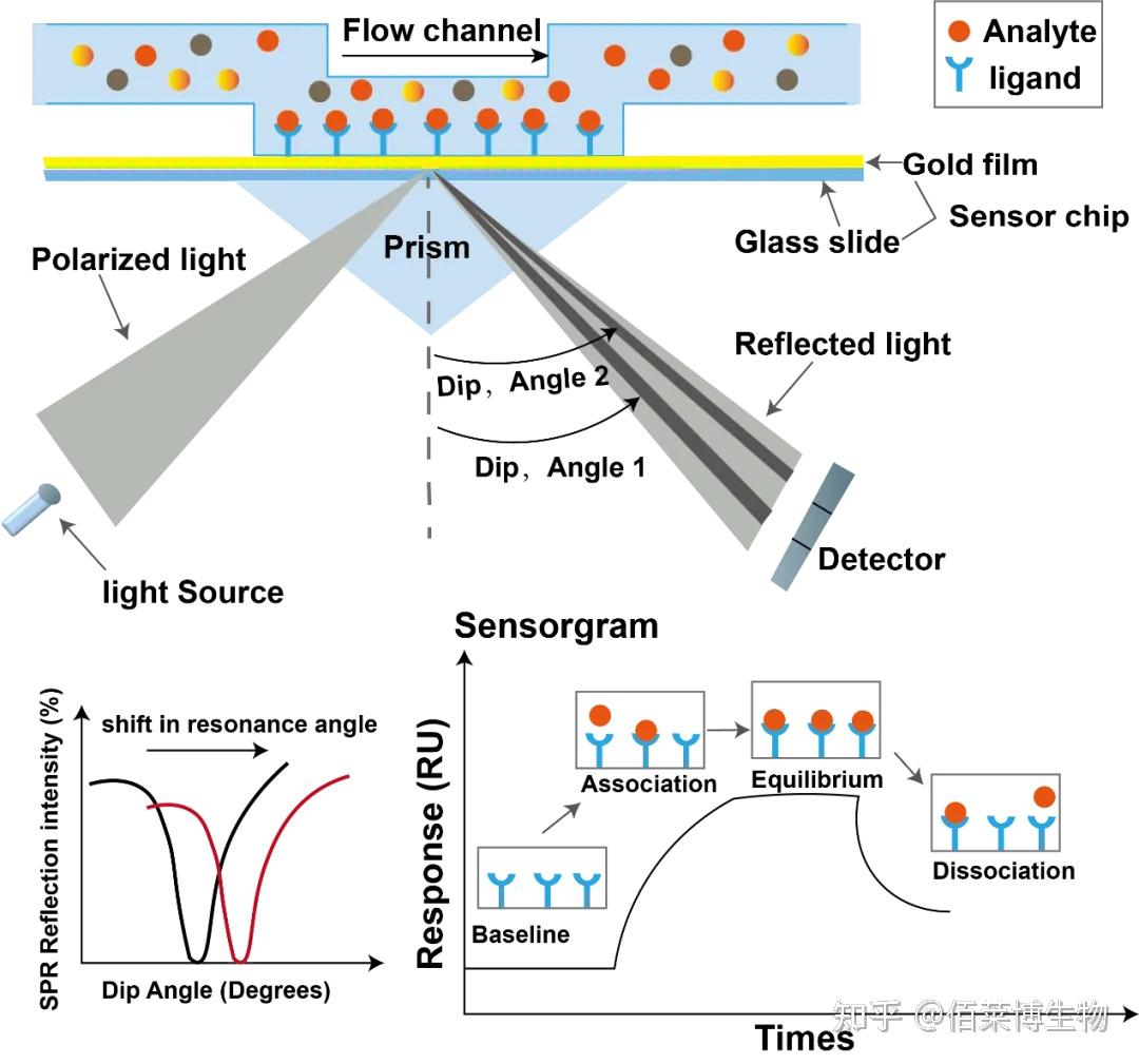 蛋白与蛋白亲和力检测(SPR法)实验服务 - 知乎