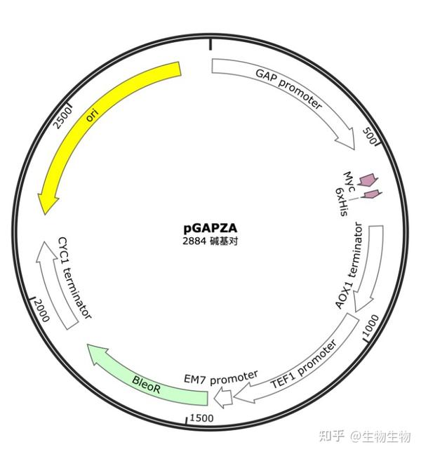 酵母表达载体介绍 - 知乎