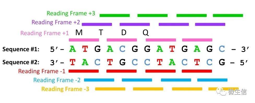 NCBI ORFfinder结果在线可视化 - 知乎
