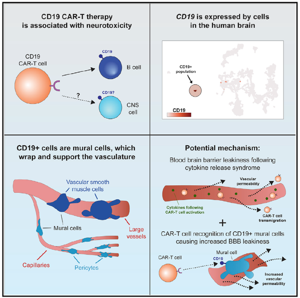CD19 CAR-T引起神经毒性综合征，斯坦福大学等发现根源 - 知乎