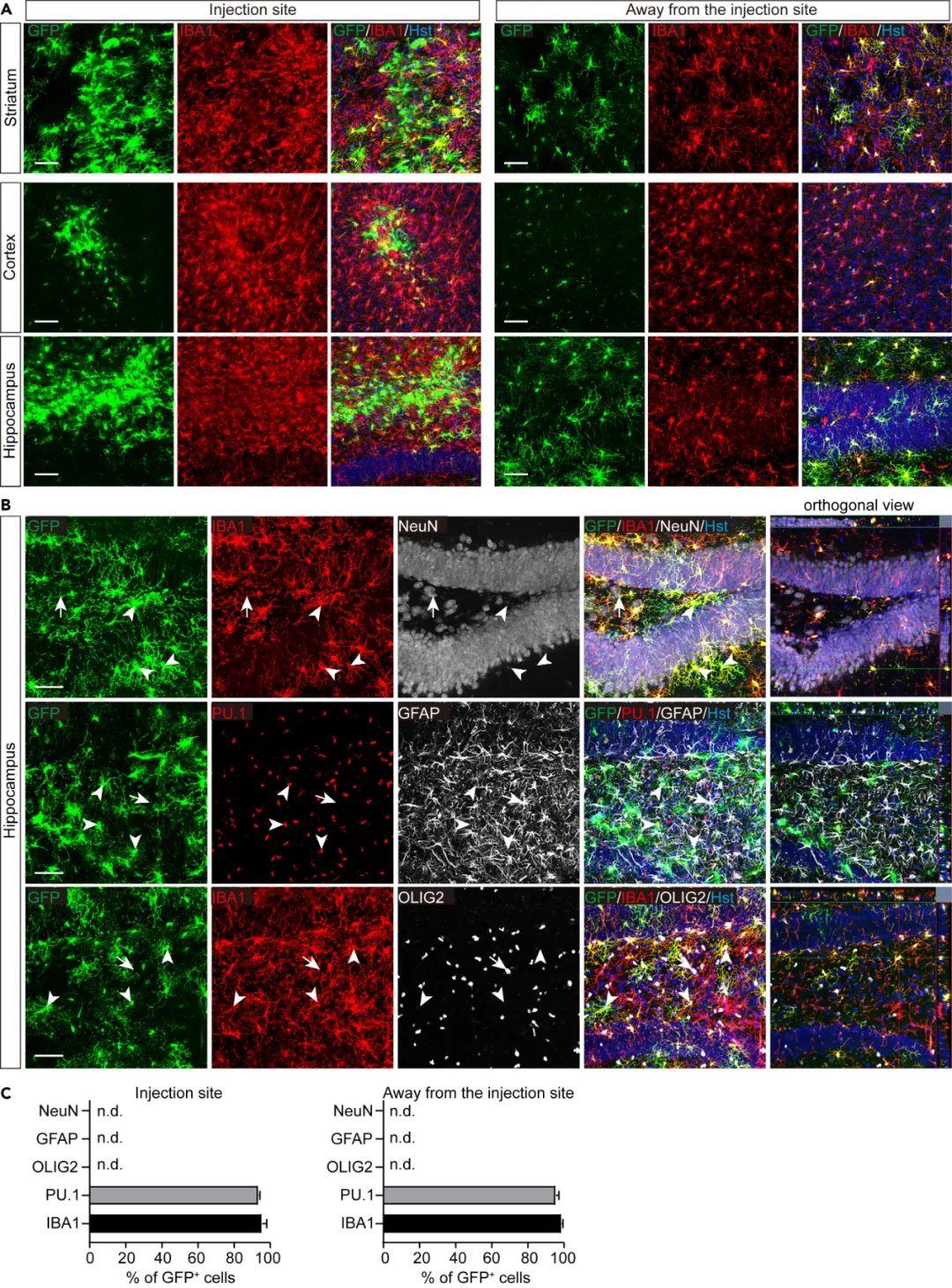 【新品推荐】突破性进展！德克萨斯大学张春立教授团队开发截短启动子hIBA1a实现AAV介导的小胶质细胞高效精准靶向 - 知乎
