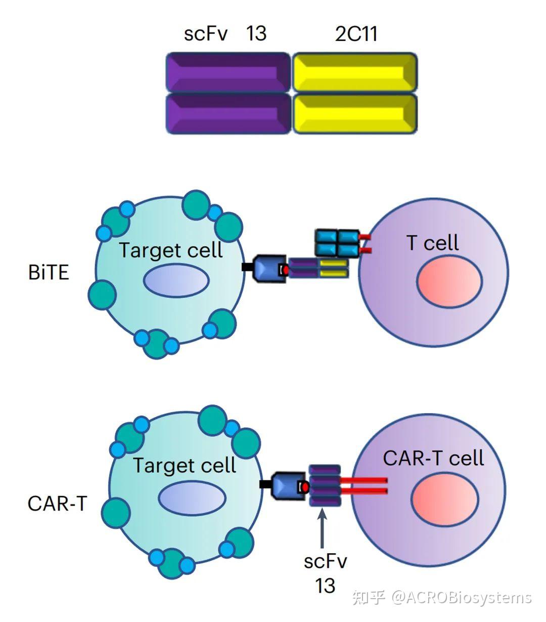 TCR创新药：不只TCR-T，更有TCR蛋白药、类TCR抗体 - 知乎