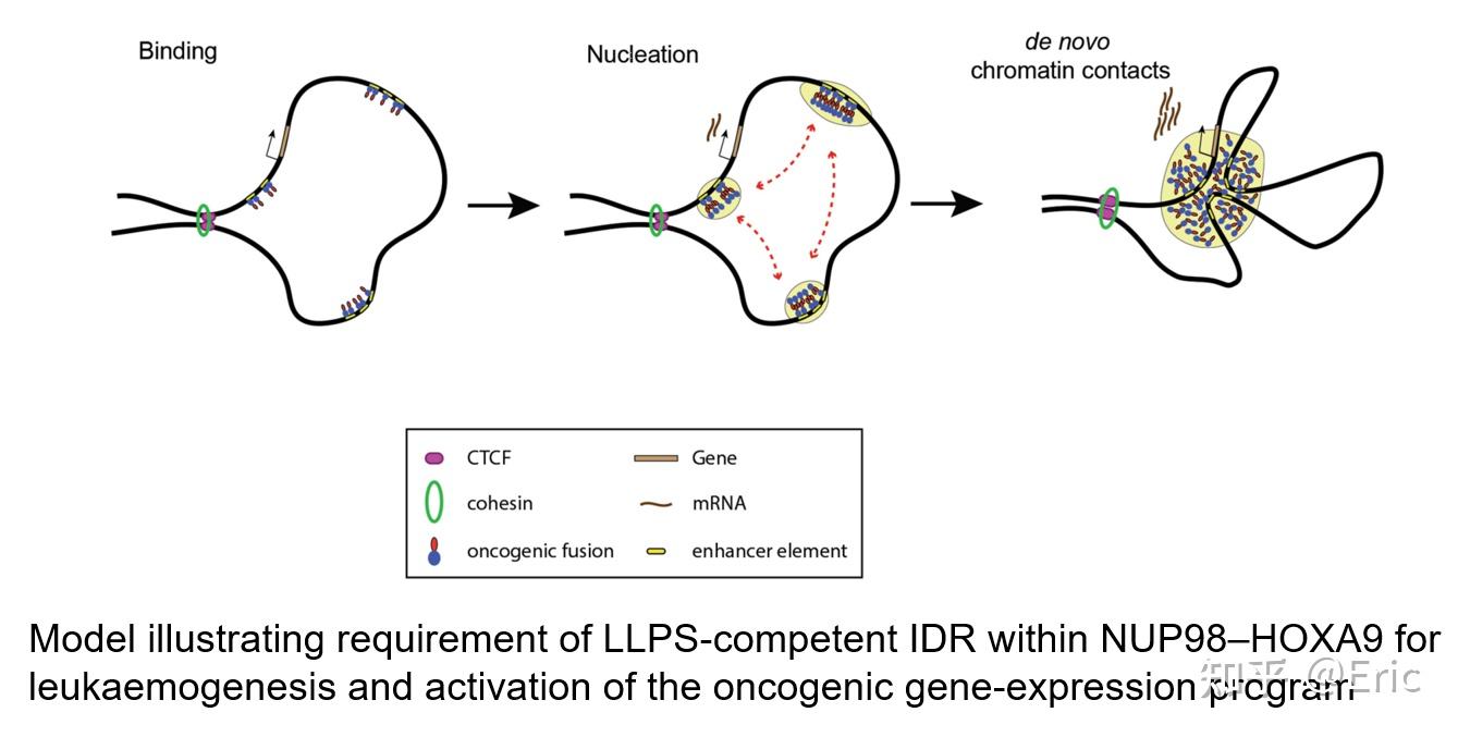 Nature|相分离驱动异常染色质环及肿瘤发展 - 知乎