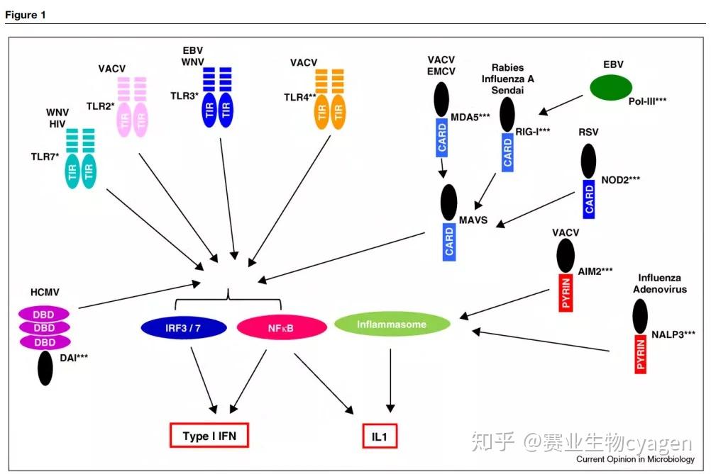 模式识别受体PRRs与病毒PAMP之间的恩怨情仇 - 知乎