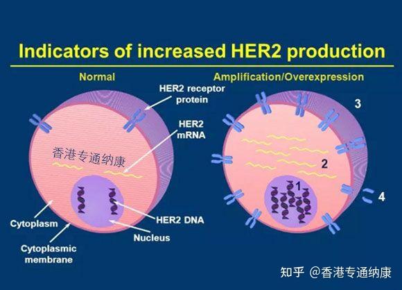 DS8201国内能买到吗优赫得Enhertu香港肿瘤诊所医院解答 - 知乎