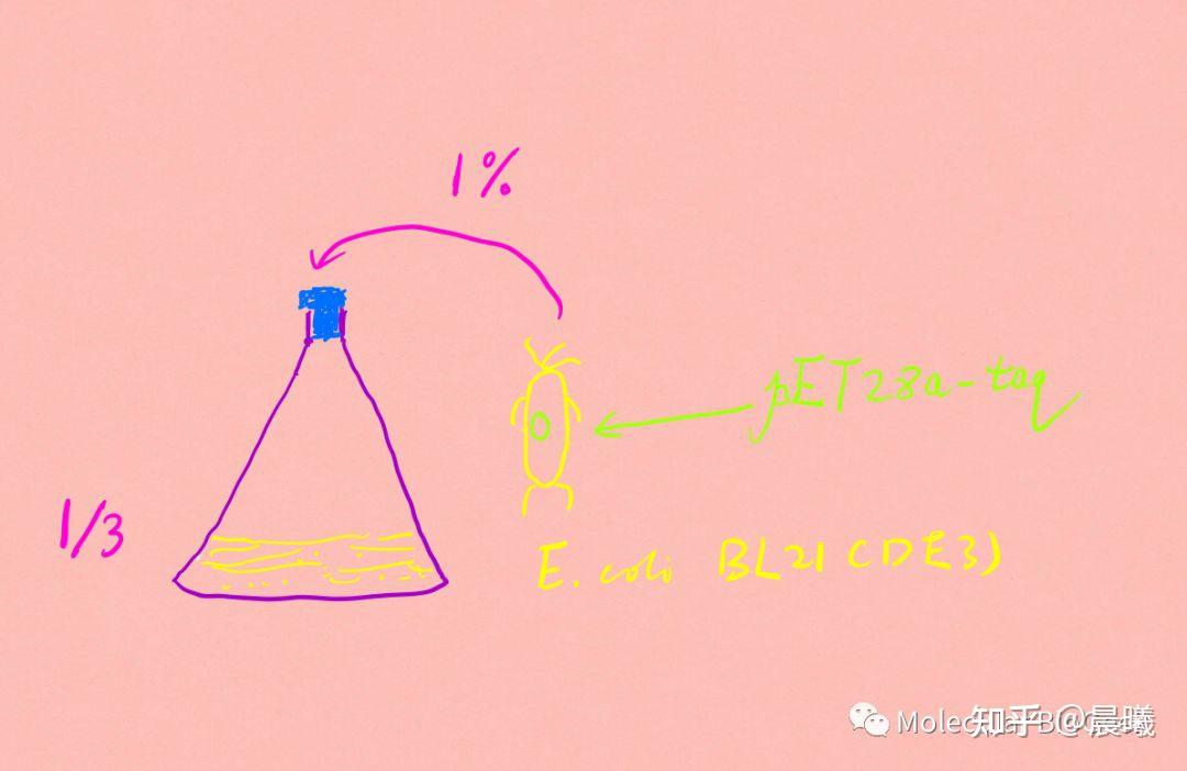 蛋白纯化实用SOP:以E. coli的IPTG诱导表达为例 - 知乎