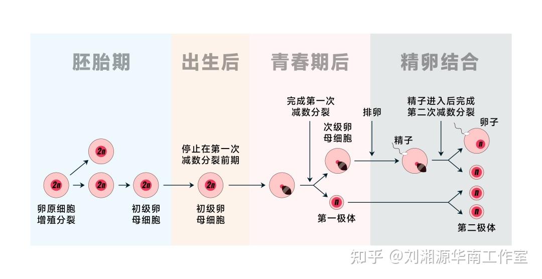 夫妇染色体正常,为什么胚胎会染色体异常流产? 知乎