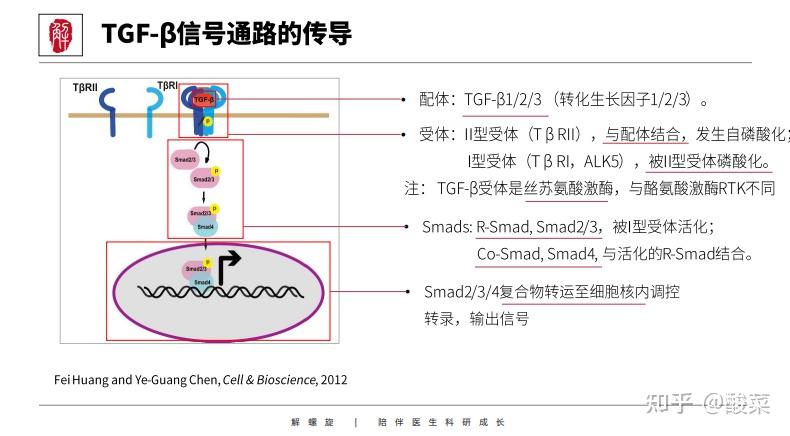 一个信号通路撑起84.6分的Nature综述，这12组精美图解打通你的任督二脉 - 知乎