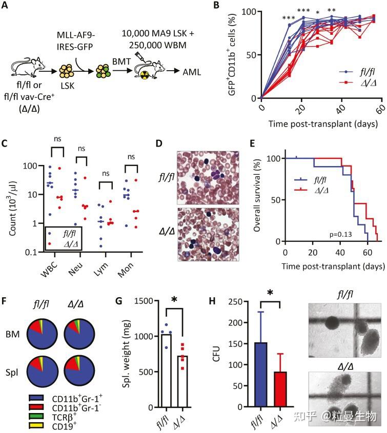 KLF4（Krüppel-like Factor 4）在MLL-AF9驱动的急性髓系白血病（AML）中支持白血病干细胞（LSC）扩张 - 知乎
