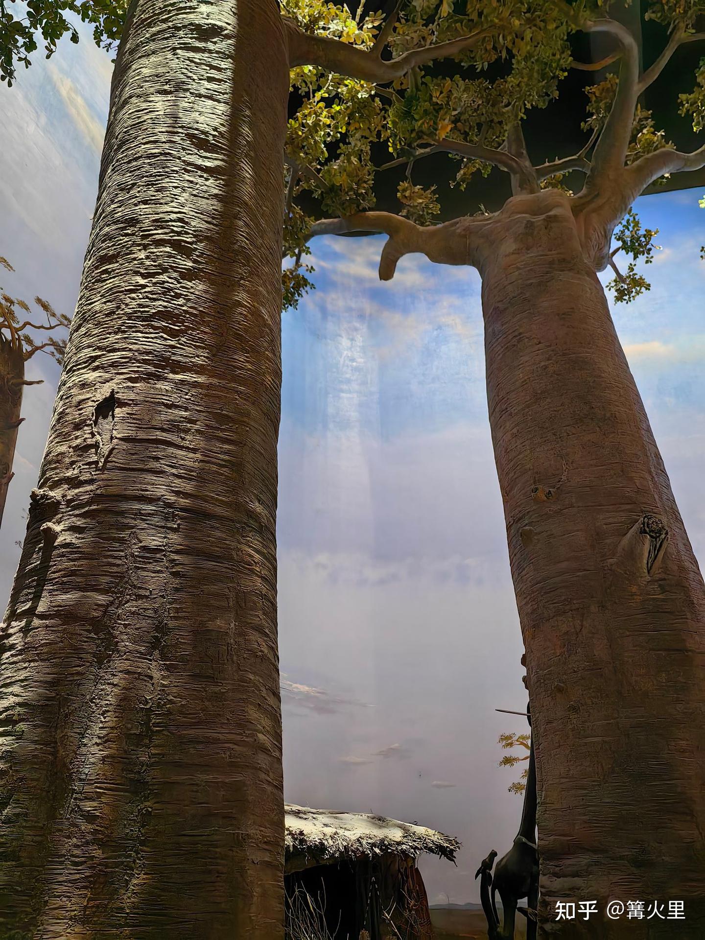 什么是猴面包树 - 知乎