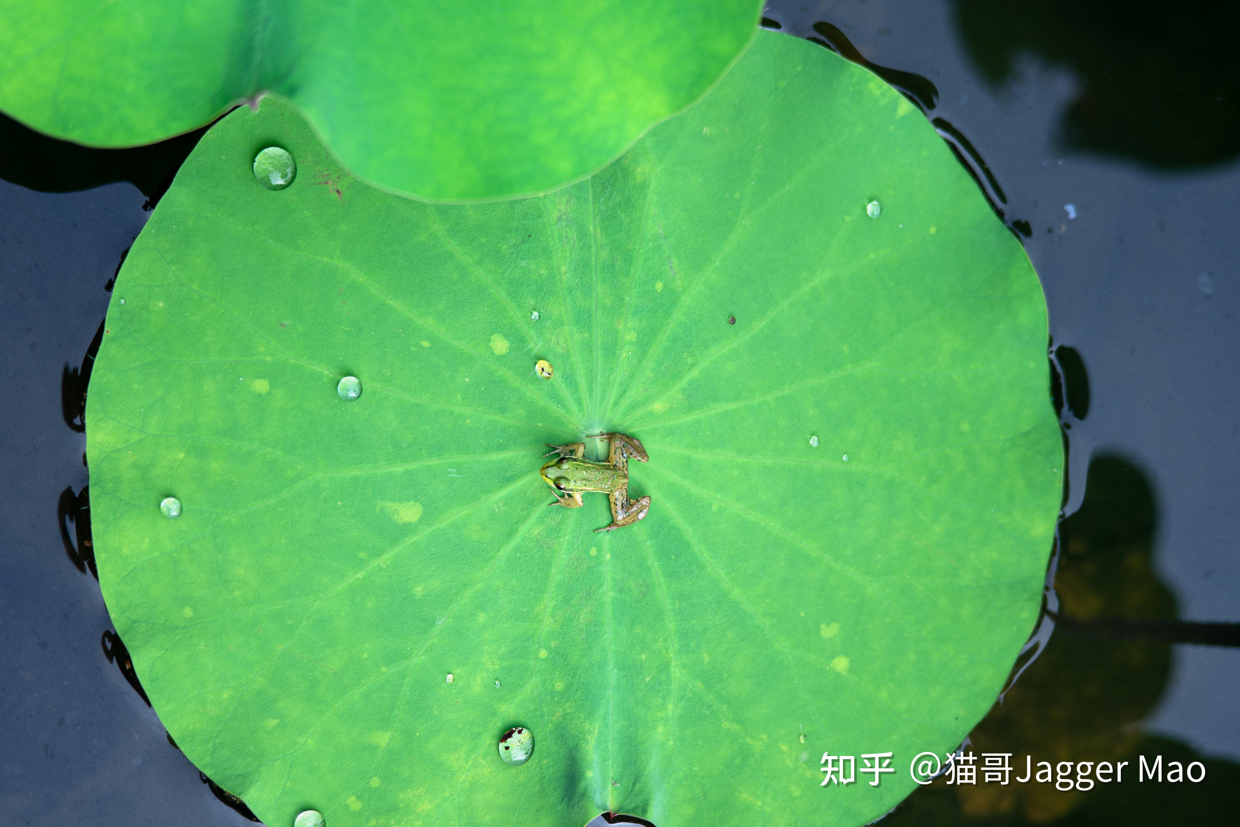铭匠ttartist 50mm F2镜头使用体验 知乎