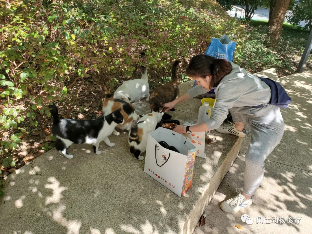 捕捉绝育放归（TNR）以后，它们生活得好吗？ - 知乎