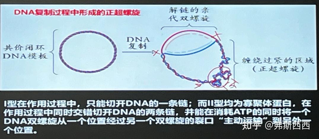 生化——DNA的复制及损伤修复整理 - 知乎