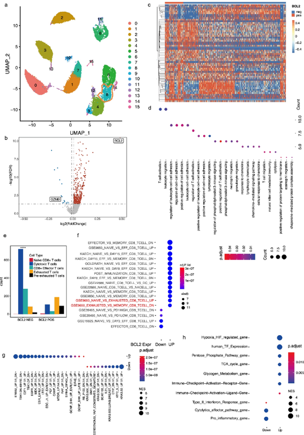 CLL患者T细胞BCL-2的作用机制研究 - 知乎