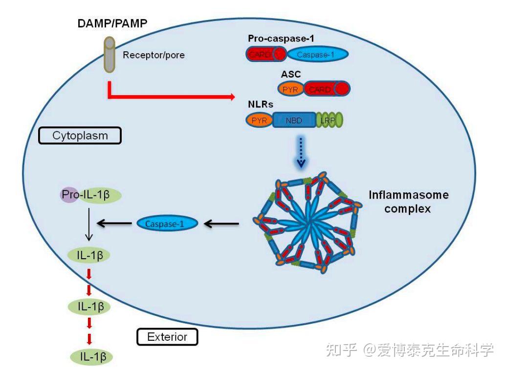 领域研究 | IL-1B与先天免疫 - 知乎