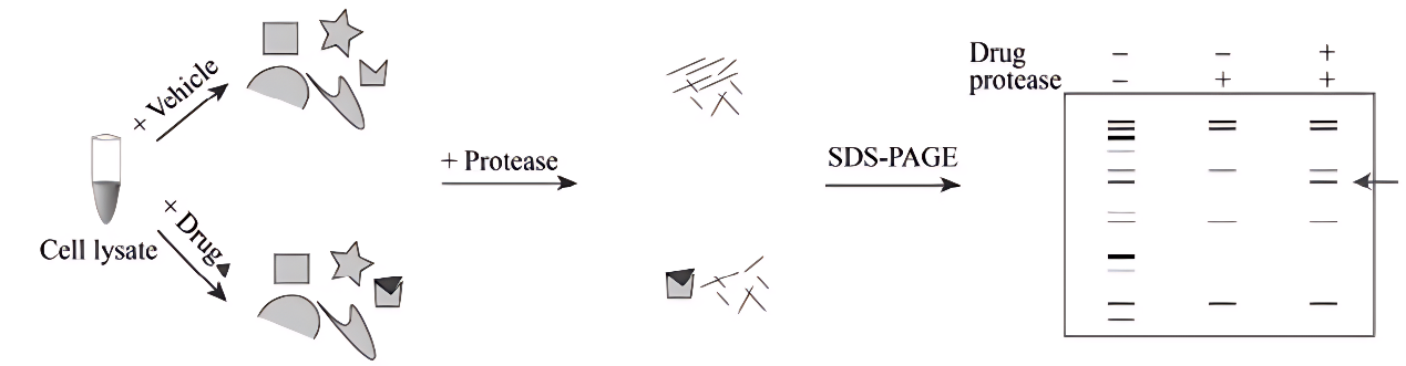 小分子药物靶点筛选的方法对比——LiP-MS和DARTS - 知乎