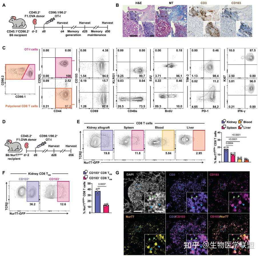 组织驻留Trm的维持需要DC的抗原提呈以及IL-15信号 - 知乎