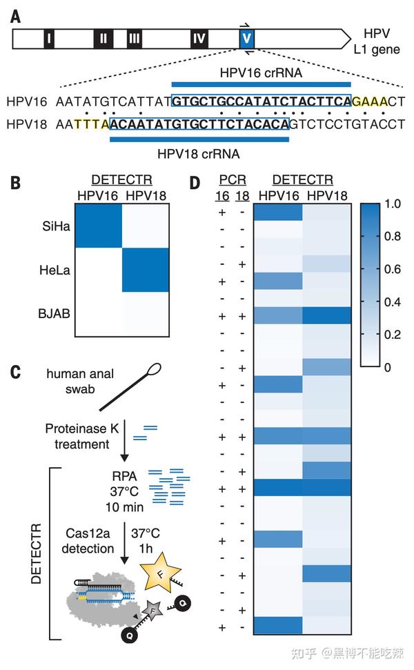 基于CRISPR-Cas12/13的分子检测技术 - 知乎
