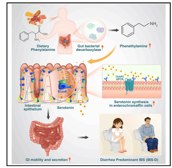 动物模型实验|香港浸会大学团队研究揭示活泼瘤胃球菌通过转化芳香氨基酸促进5-HT合成加重IBS-D新机制 - 知乎