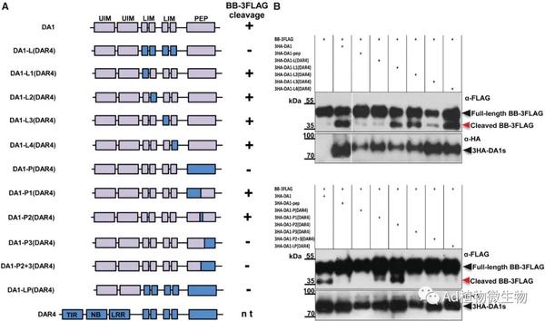 Cell Host & Microbe | 研究揭示植物-病原体相互作用中的新“要害”基因！ - 知乎