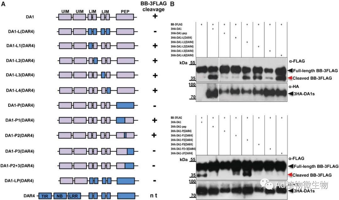 Cell Host & Microbe | 研究揭示植物-病原体相互作用中的新“要害”基因！ - 知乎