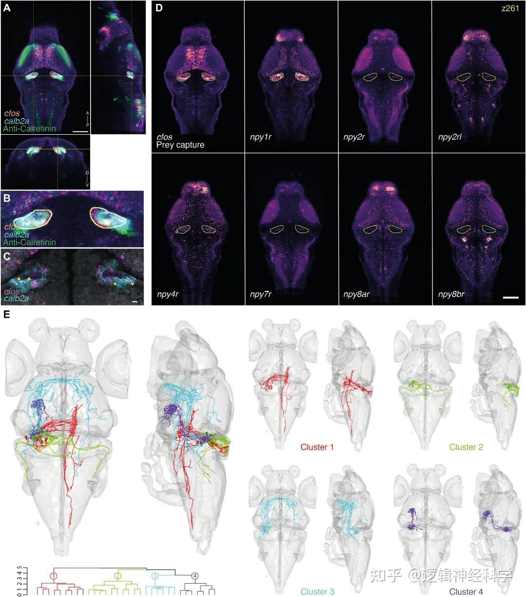 Sci Adv︱德国马普所团队应用多重荧光原位RNA杂交链式反应技术揭示斑马鱼幼体大脑基因表达图谱 - 知乎