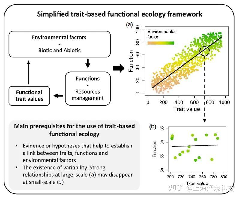 Functional Ecology：基于功能属性研究根系功能生态学的挑战与机遇 - 知乎