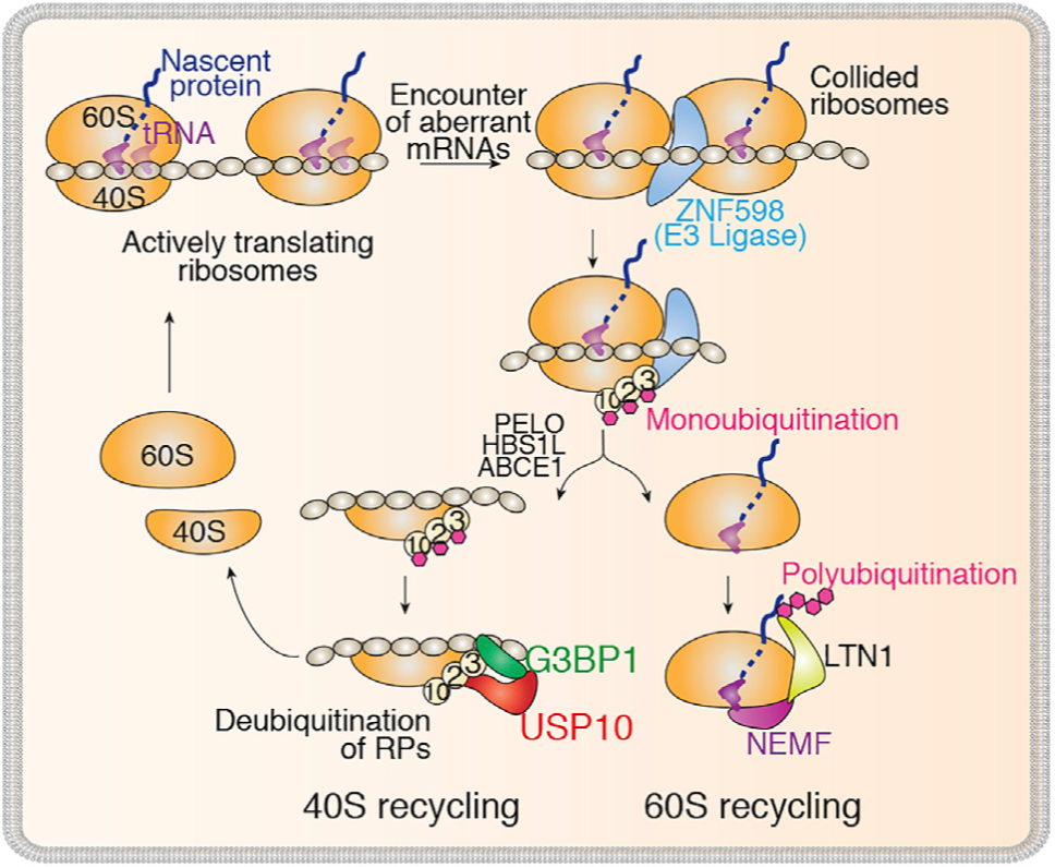 G3BP1-Family-USP10去泛素化酶复合物可恢复因溶酶体降解而停滞的核糖体的泛素化40S亚基 - 知乎