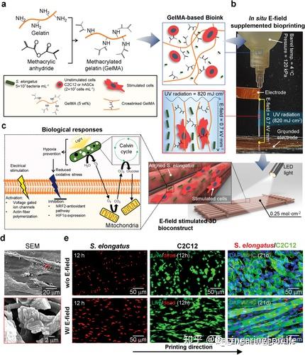 《Adv. Funct. Mater.》：光合蓝藻能高效诱导生物打印细胞构建体的高效肌肉组织再生 - 知乎