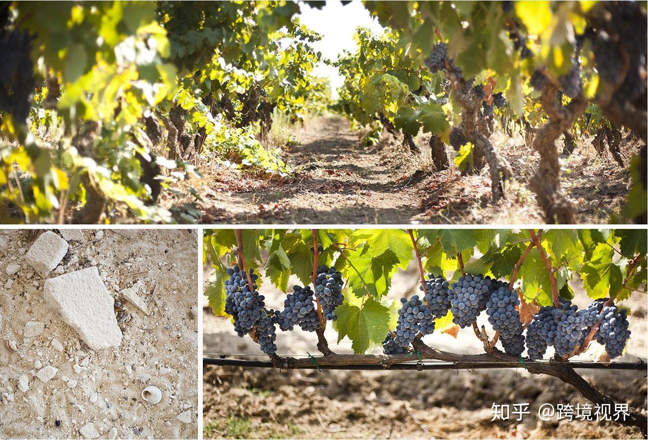 饮一杯葡萄酒，品千年发展史。Experience the history of wine. - 知乎