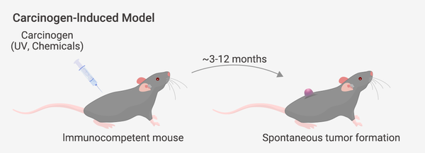 深度解析肿瘤模型 (一)| MedChemExpress - 知乎