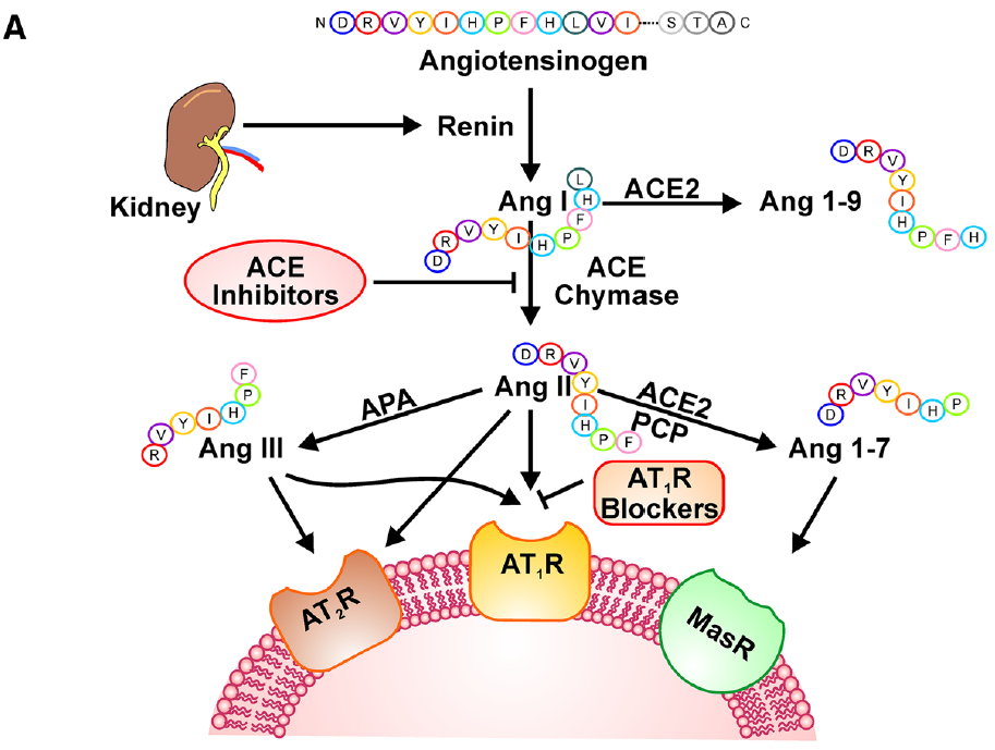 血管紧张素转换酶2（ACE2） - 知乎