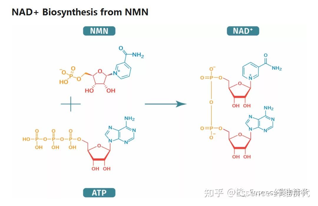 所谓的“不老神药”-烟酰胺单核苷酸（NMN） - 知乎