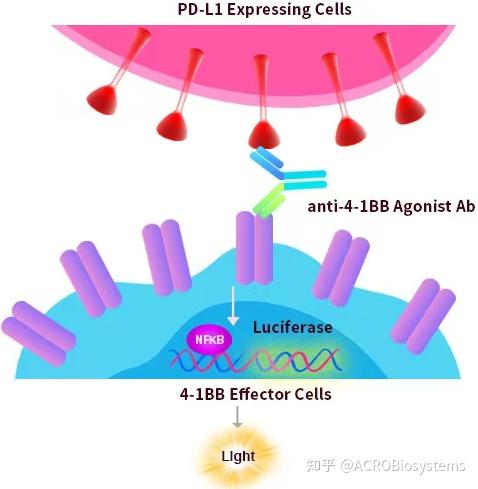 TL1A报告基因细胞株：自免疾病明星靶点TL1A药物开发 - 知乎