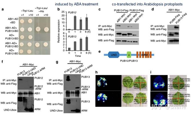 E3泛素连接酶PUB12/13降解ABA的共受体ABI1 - 知乎