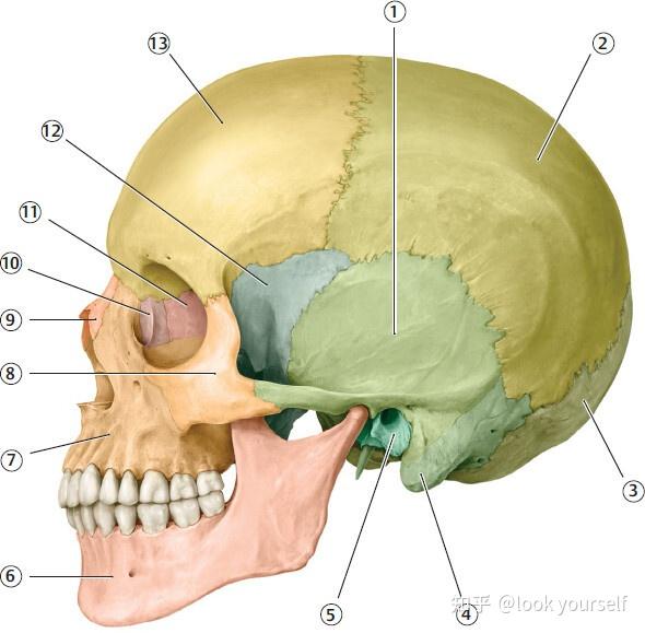 颧骨与脸型 - 知乎