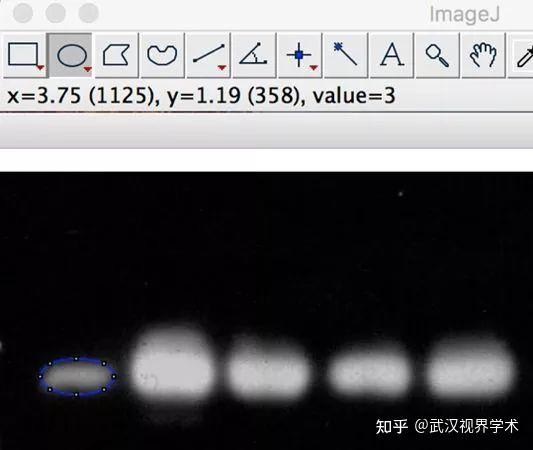 科研干货丨你用Image J测到了WB条带灰度值准确吗？ - 知乎