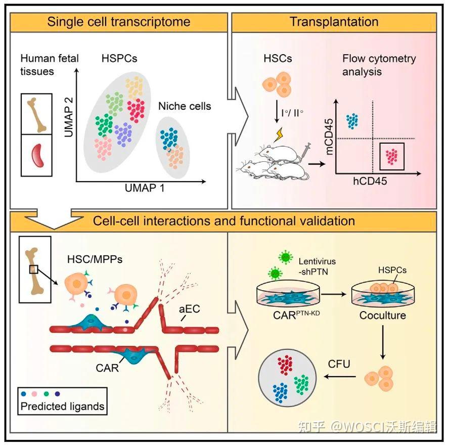 Cell Stem Cell封面 | 揭示人造血干细胞最早定植骨髓的时间点和微环境特征 - 知乎