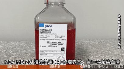 MDA-MB-231细胞培养，人乳腺癌细胞培养攻略 - 知乎