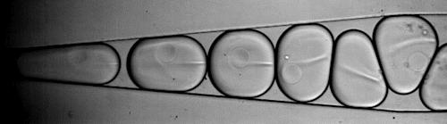 里程碑丨3篇Science运用单细胞测序技术破解早期胚胎发育之谜，打破发育生物学传统认识 - 知乎