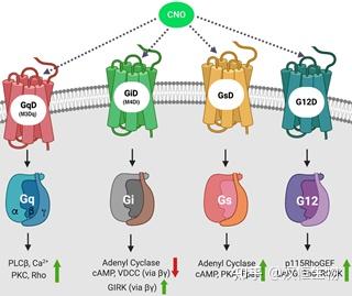 化学遗传学—实现神经元调控的又一重要工具 - 知乎
