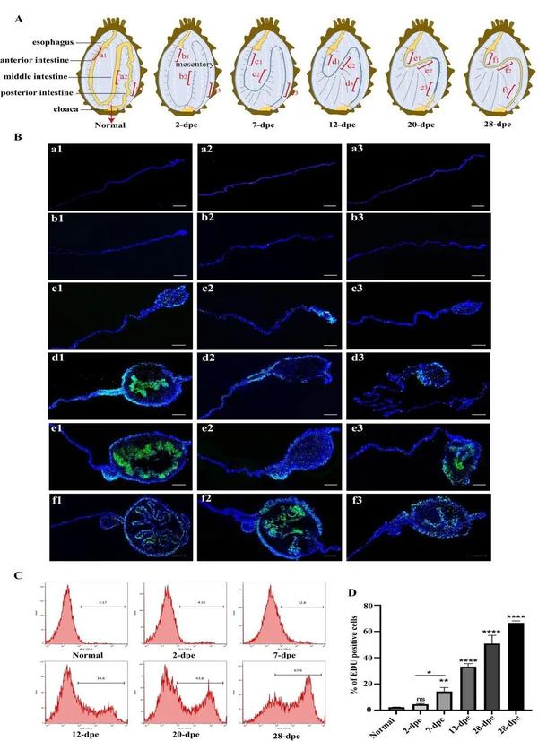 Cell Prolif︱李成华团队揭示仿刺参肠再生的分子调控机制 - 知乎