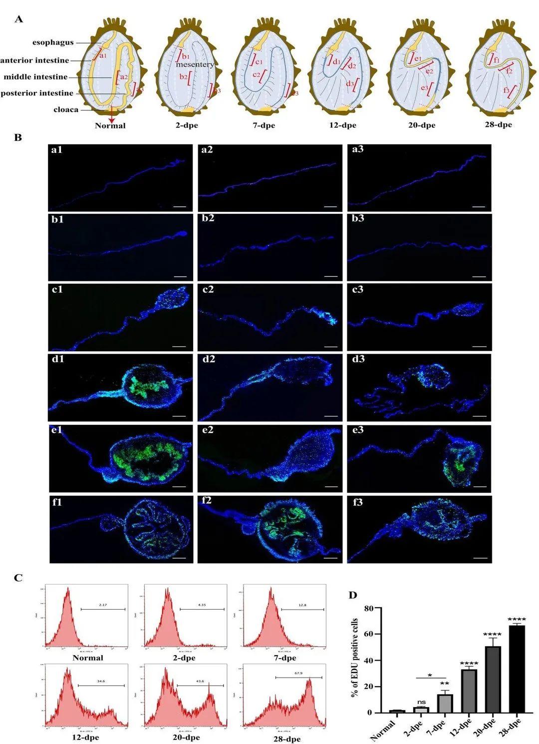 Cell Prolif︱李成华团队揭示仿刺参肠再生的分子调控机制 - 知乎