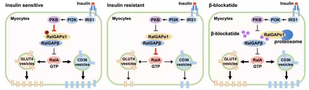 Science Advances｜陈帅课题组发现2型糖尿病治疗新靶点 - 知乎