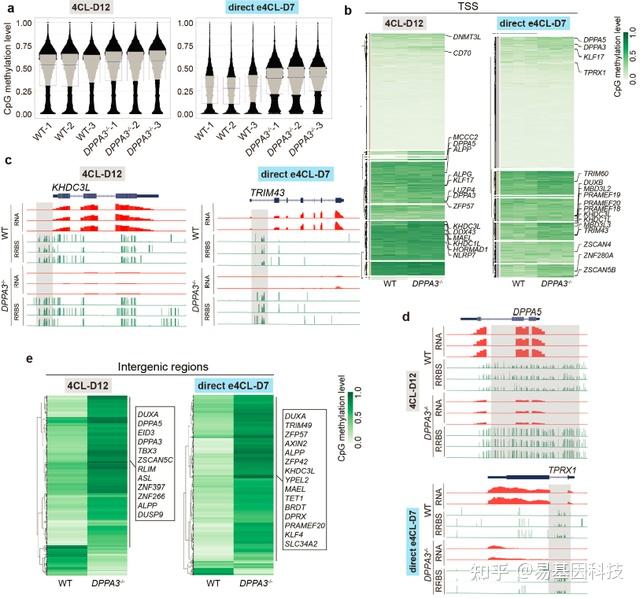 易基因2022年度DNA甲基化研究高分项目文章精选 - 知乎