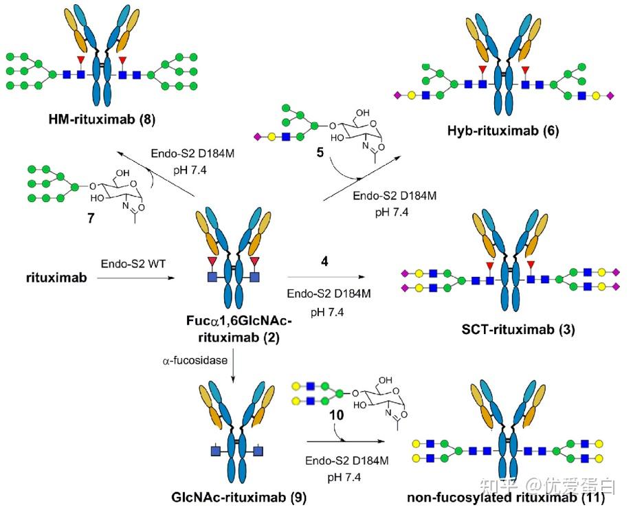 新品速递-Endo S2 - 知乎