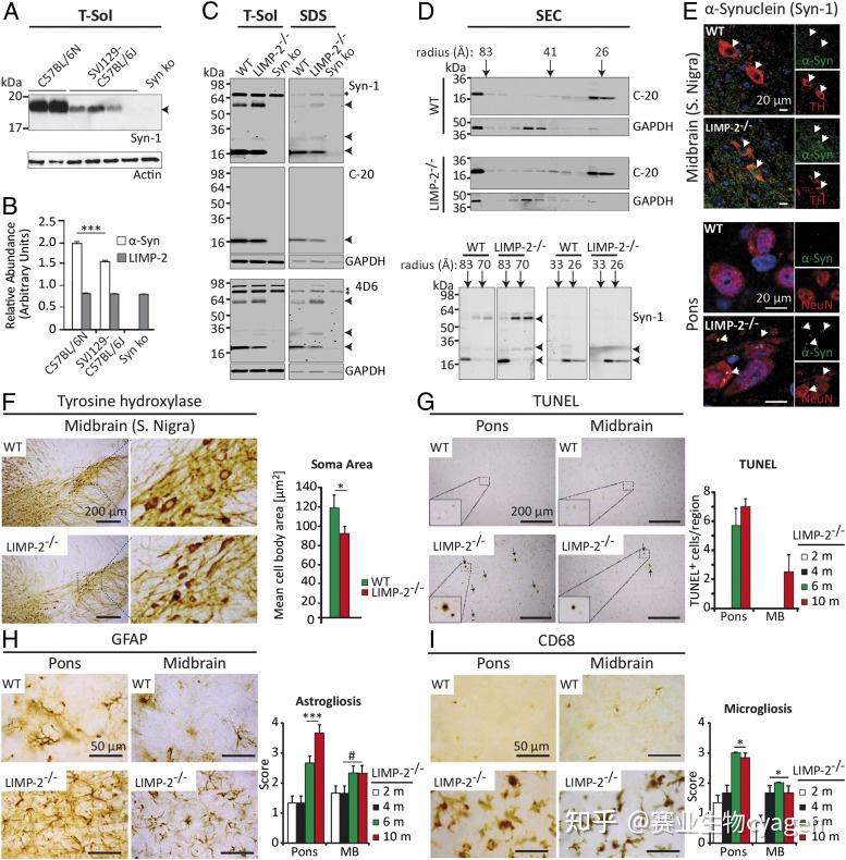 【每周一鼠】一起聊聊癫痫中的罕见病 - 知乎