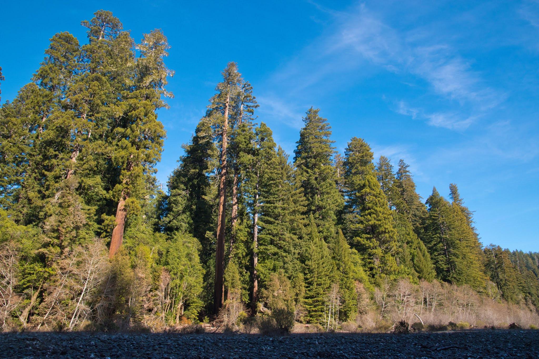 高树步道（Tall Trees Trail）和高树林（Tall Trees Grove） - 知乎